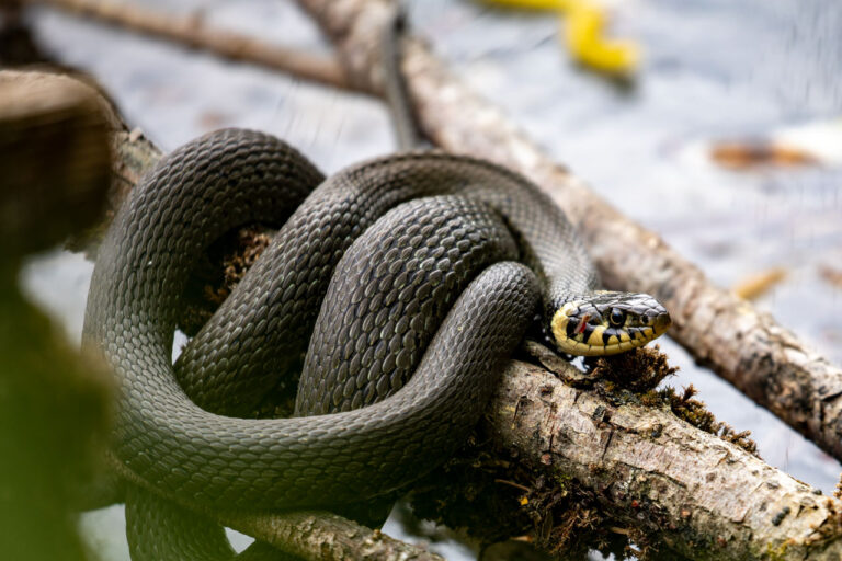 Ringelnattern im Frühjahr – NABU Wangen im Allgäu e. V.